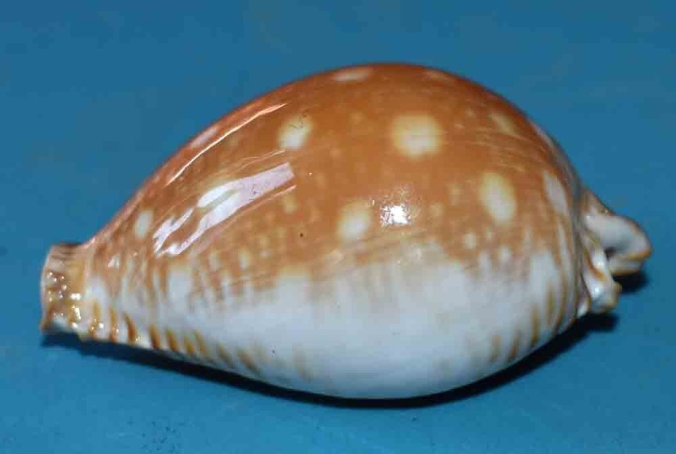 SEA SHELL - COQUILLAGES - CYPRAEIDAE - CYPRAEA GUTTATA - 54.30mm | eBay