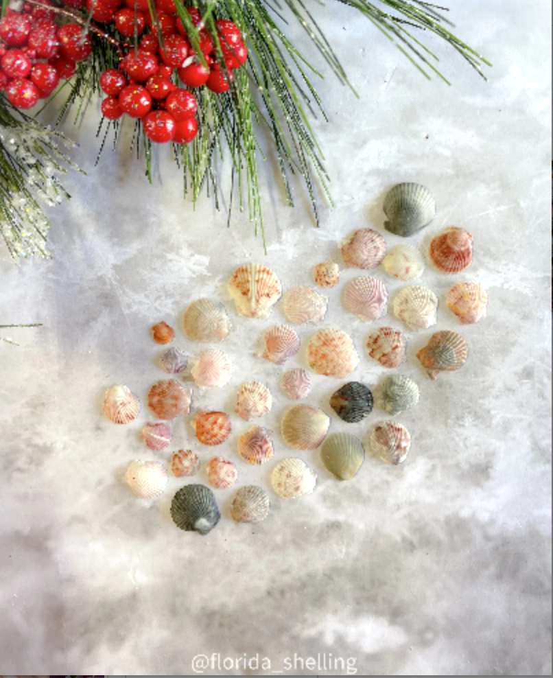 10 (TEN) RARE Miniature Florida Atlantic Calico Scallops | Tiny under 1 ...