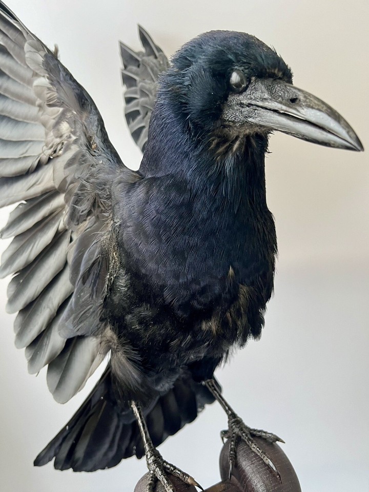 Rook Taxidermy Bird Real Stuffed mount Animal Gothic Tattoo Driftwood ...