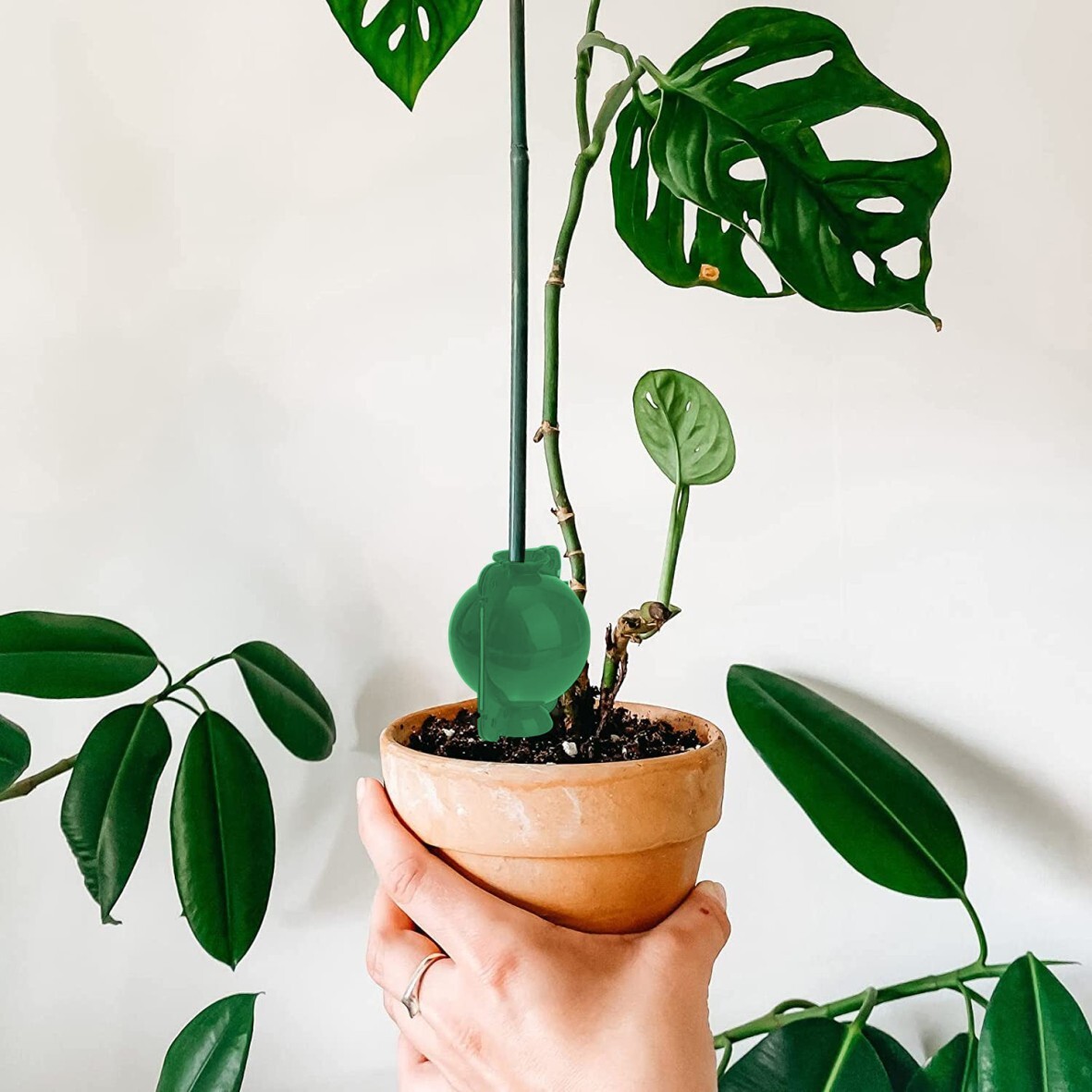 10pcs Grafting Box Plant Rooting Grow Ball Plant Propagation Air ...