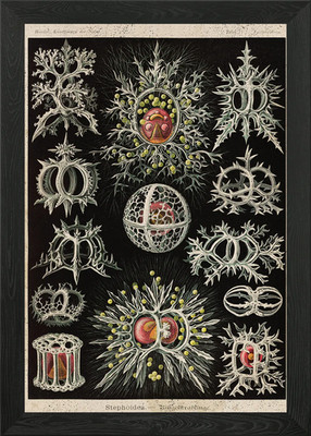 Biology chart Framed Wall Art Poster Canvas Print Picture | eBay UK