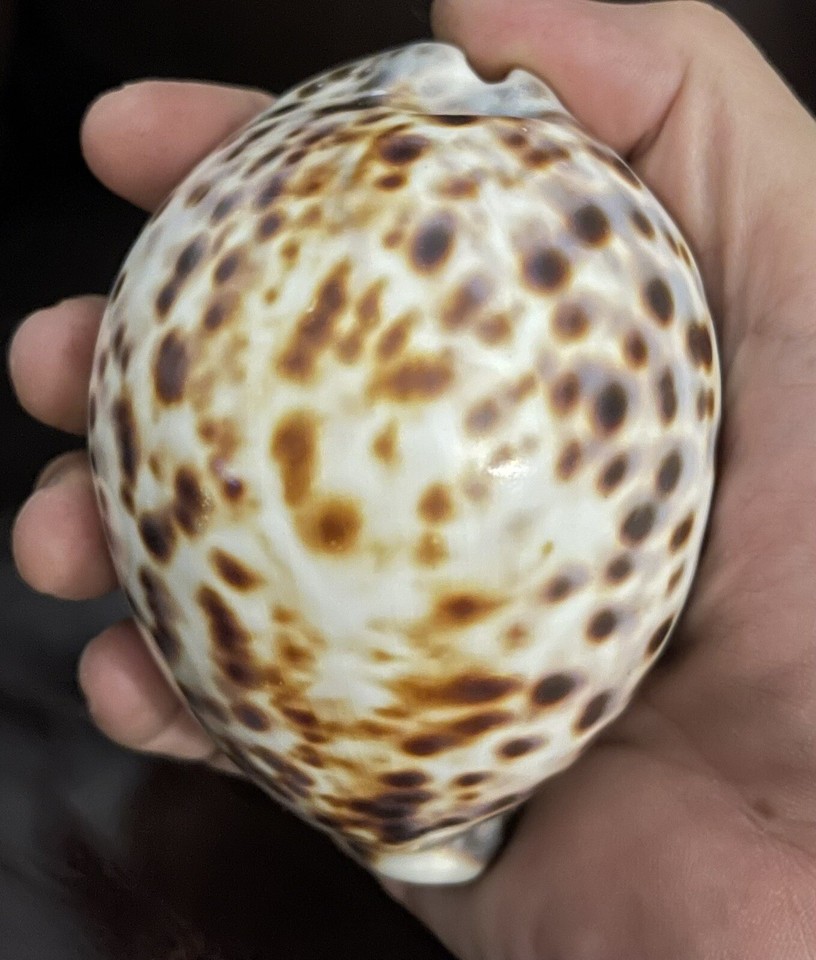 Giant Hawaiian Tiger Cowrie Sea Shell (Cypraea Tigris) Gigantic 111mm ...
