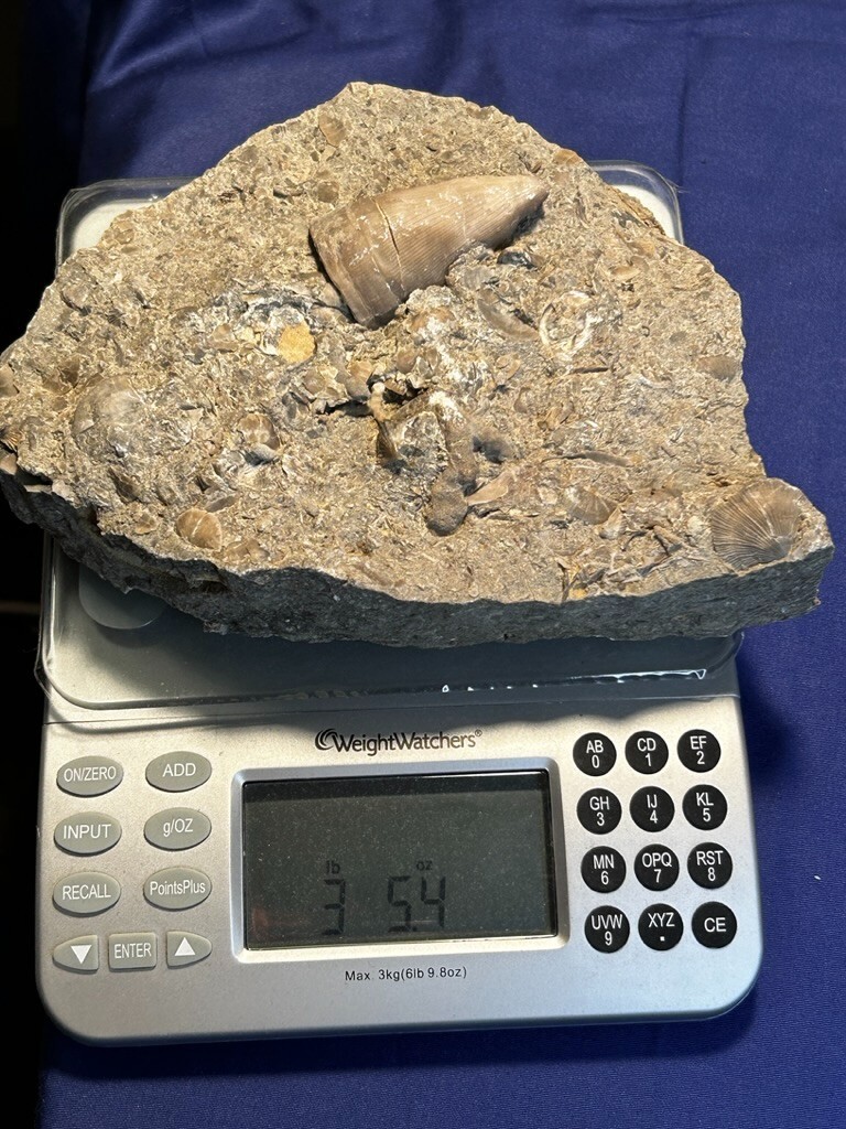 Maysville Kentucky Indiana Ordovician Fossil Death Hash Plate ...