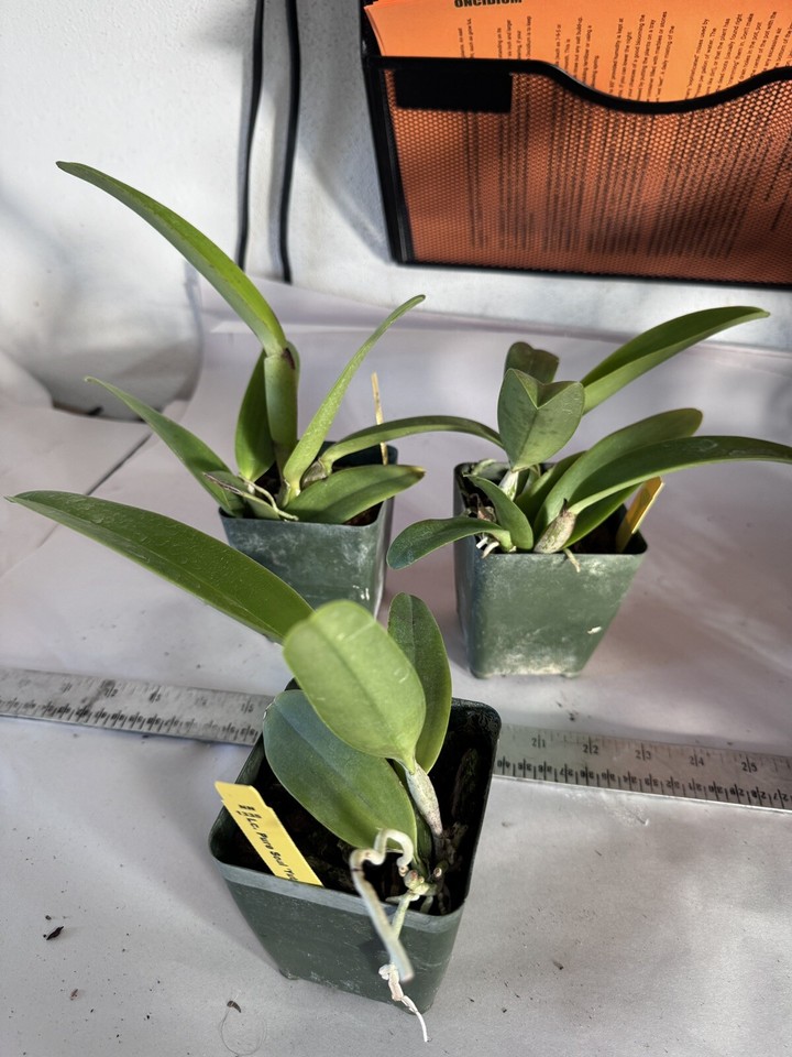 Lc. Pure Soul 'Yutaka Morimoto' Cattleya Orchid Plant Blooming Size 4 ...