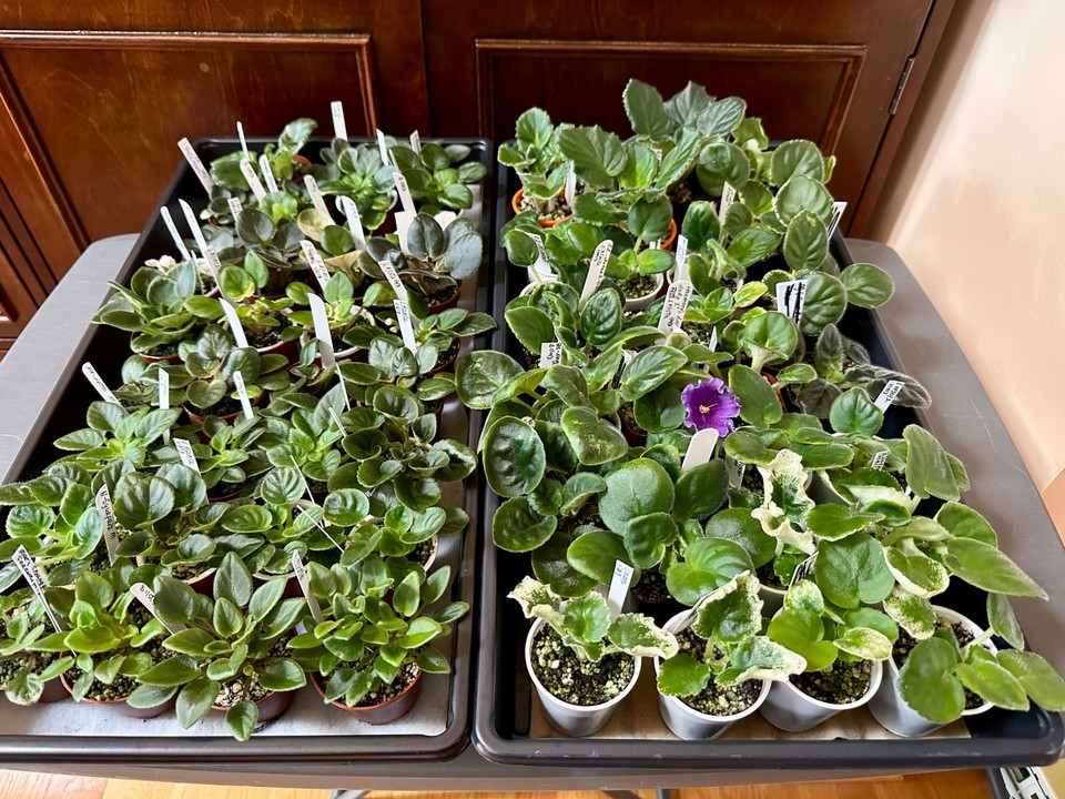 African Violet Imp’s Kyanite Sparkle Big Starter in Buds SM | eBay