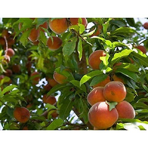 5 Peach Tree Seeds Dwarf Loring NEMAGUARD (Prunus persica) Fast Hardy ...