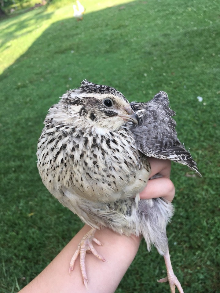 110+RARE Falb Fee Coturnix Quail Hatching Eggs By Myshire! Are Feather ...