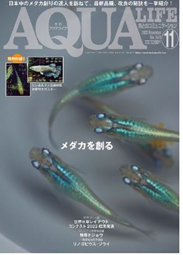 AQUA LIFE November 2022 Medaka, Japanese Rice Fish Japanese Aquarium ...