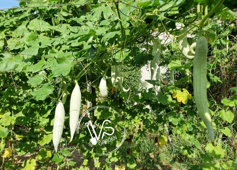 5 PCS WEST BITTER MELON, BALSAM PEAR, KU GUA, FOO GWAH, KHỔ QUA TÂY | eBay