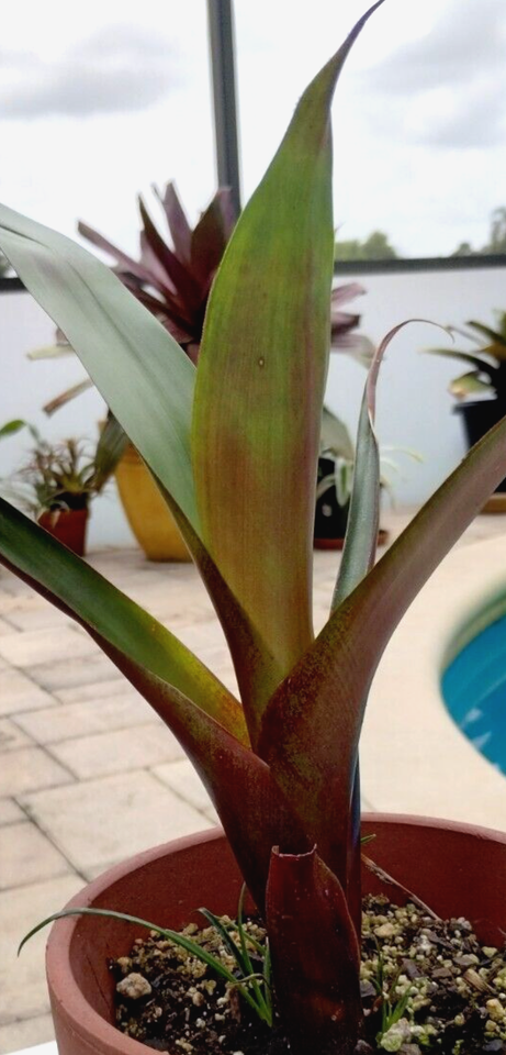 🌟Alcantarea 'Merlot' Smooth Spineless Leaf Bromeliad, Offshoots, Very ...