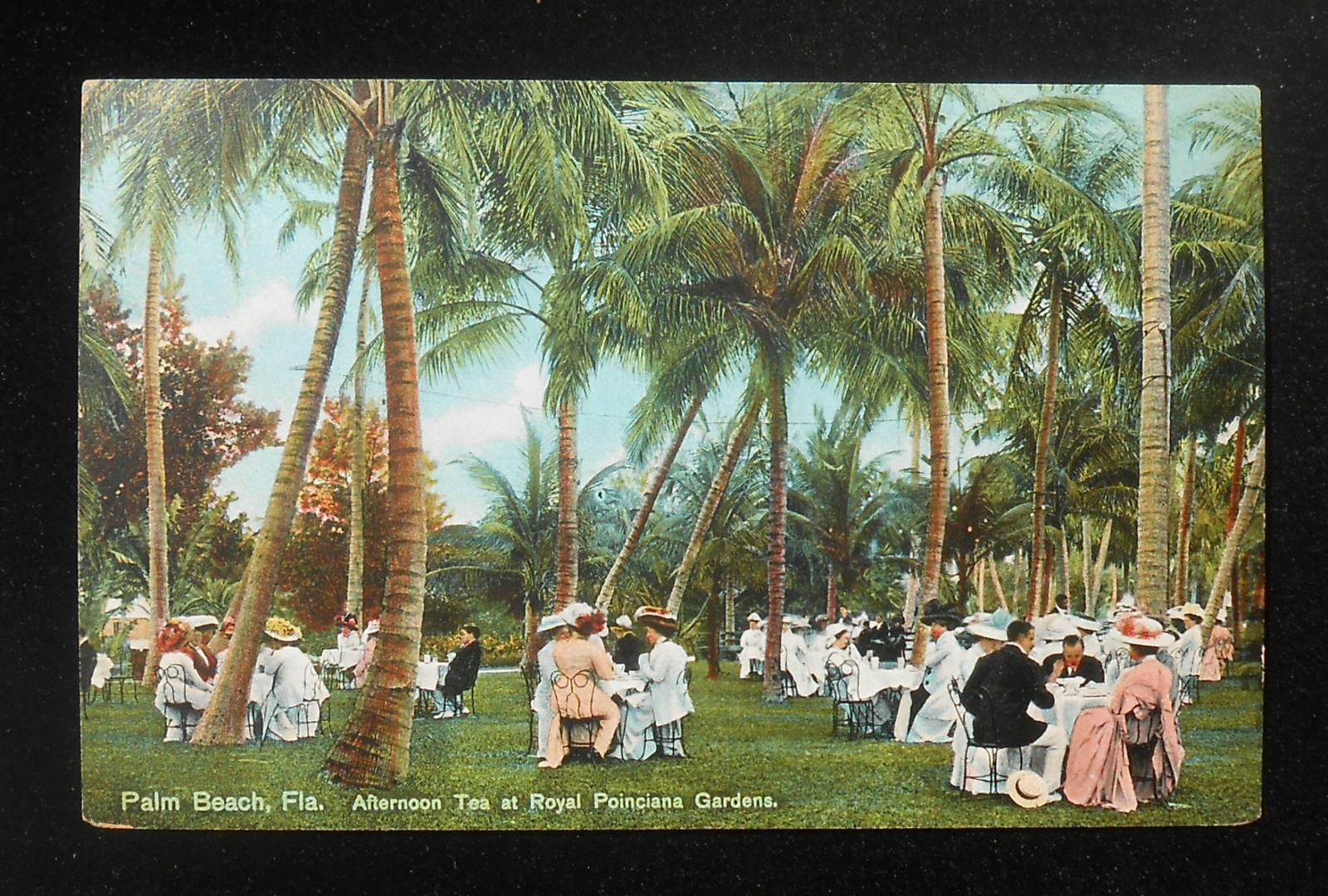 1900s Afternoon Tea at Royal Poinciana Gardens Big Hats Palm Trees Palm ...