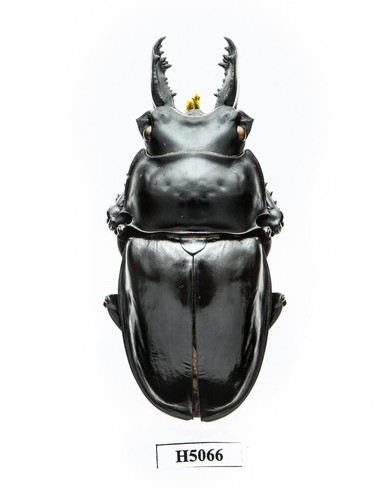 INSECT-H5066.Lucanidae: Neolucanus perarmatus perarmatus-RARE, BIG 71MM ...