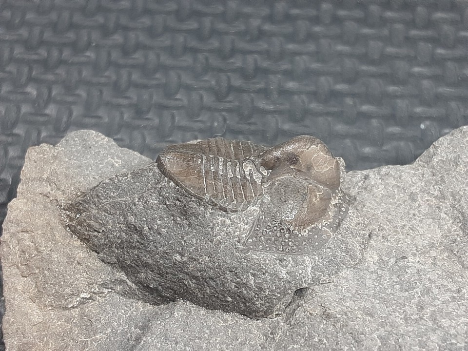 Damaged Cryptolithus tesselatus/bellulus, upper ordovician trilobite ...