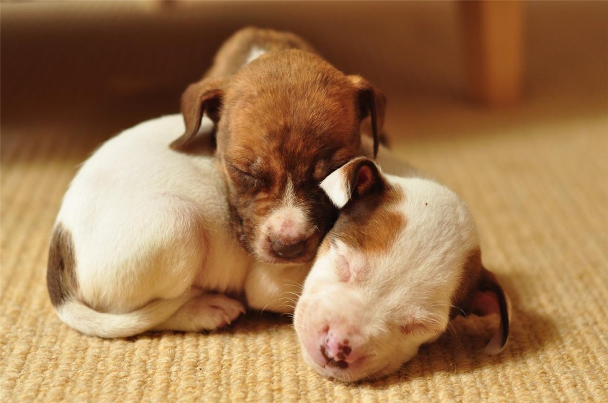 Cute Pit Puppies