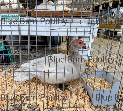 6 Muscovy Duck Blue Black Silver Chocolate White Hatching Eggs Show ...
