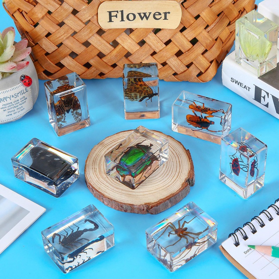 9 Pcs Insect in Resin Specimen Bugs Collection Paperweights Arachnid ...