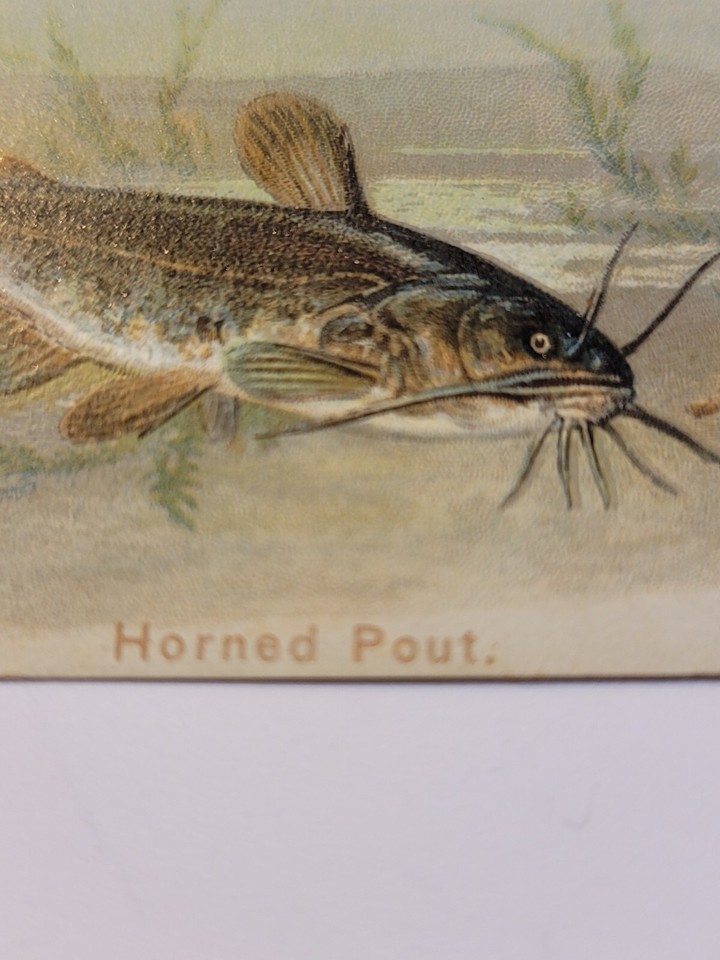 Vintage Antique Arm & Hammer Horned Pout Fish Card #3 1900 Church &Co ...