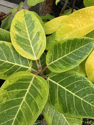 FlowerPotNursery Golden Gem Rubber Plant Ficus altissima Golden Gem 4 ...