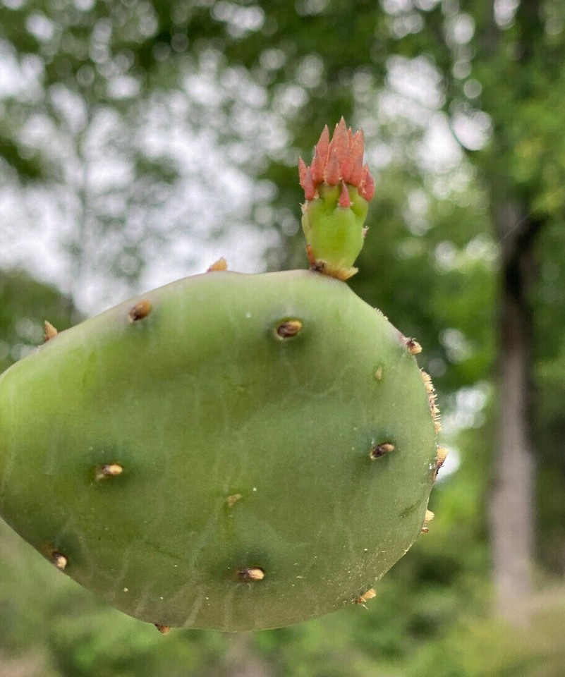 World's Most Cold Hardy Prickly Pear Cactus (O. humifusa) Native Pollinator Gold | eBay