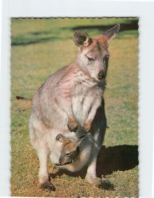 Postcard Australian Wallaroo and "Joey" Kangaroo Family | eBay