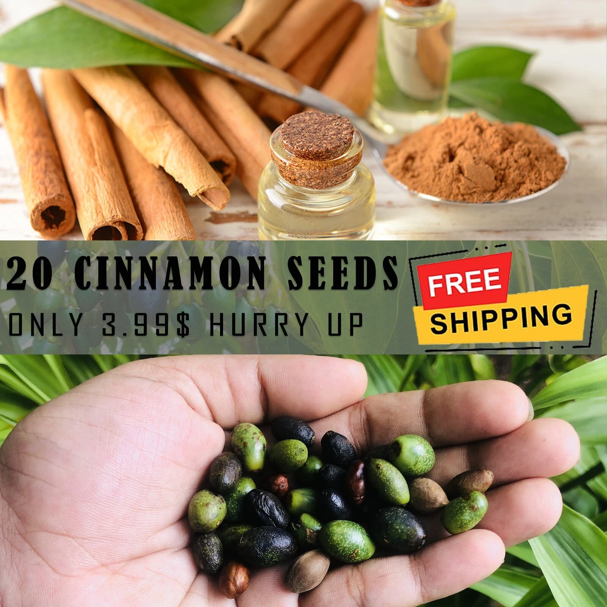 Ceylon Cinnamon Tree Seeds