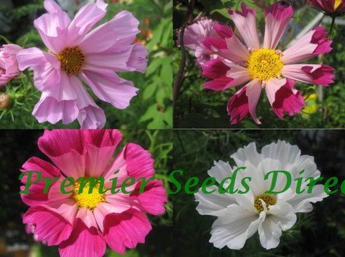 FLOWER COSMOS BIPINNATUS SEASHELLS MIX 500 FLOWER SEEDS | eBay UK