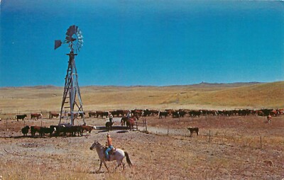Postcard Nebraska Beef State Cowboy Herds Cattle Unposted | eBay