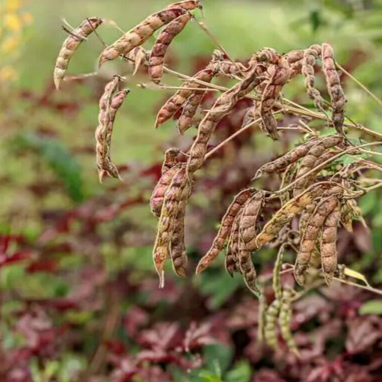 Pigeon Pea Seeds, Cajanus Cajan, Red Variety, strain from Puerto Rico ...