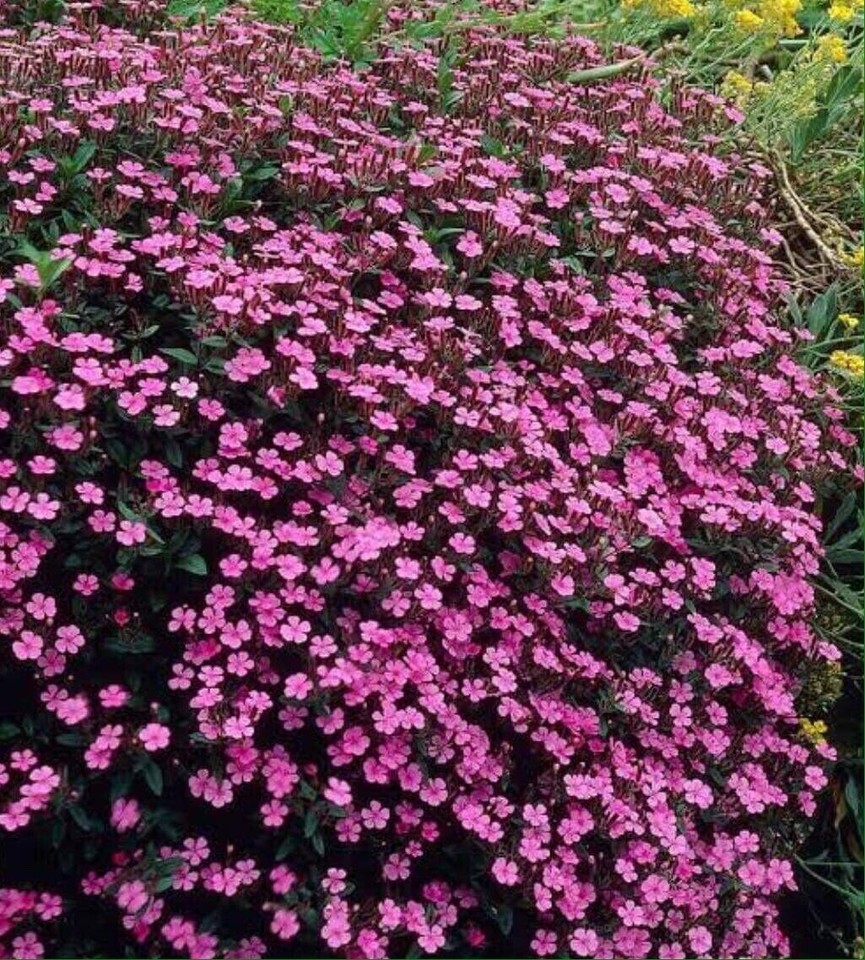 x3 Saponaria Soapwort Tumbling Ted Trailing Pink Perennial! x3 plug ...