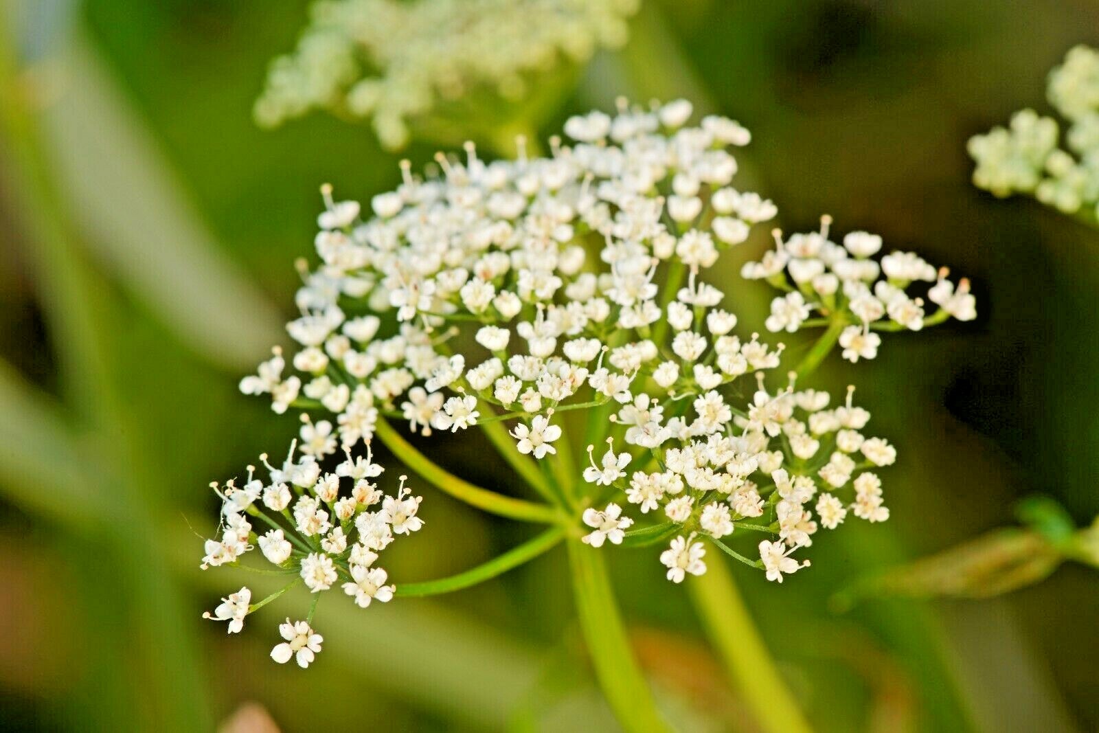 1000+BISHOP FLOWER Seeds Wildflower Queens Anne's Lace Summer Garden ...