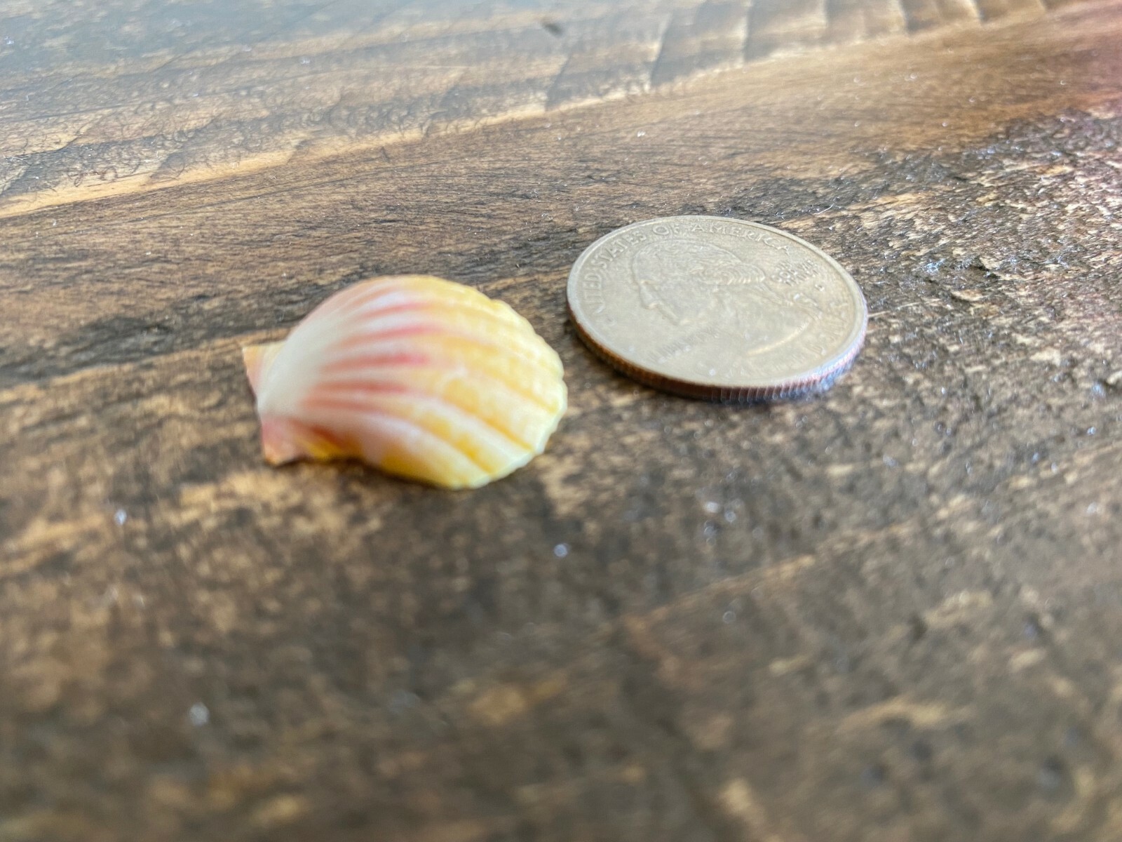 LARGE Sunrise Shell Bright White Pink Yellow Pecten Langfordi | eBay