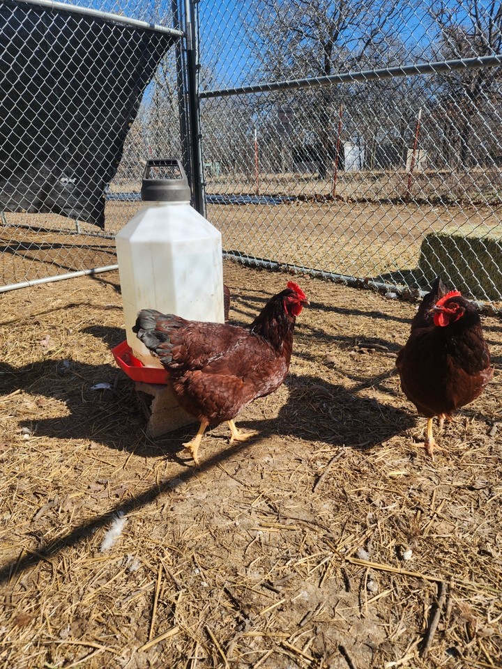 6 FERTILE CHICKEN RHODE ISLAND RED HATCHING EGGS QUICK USPS PRIORITY ...