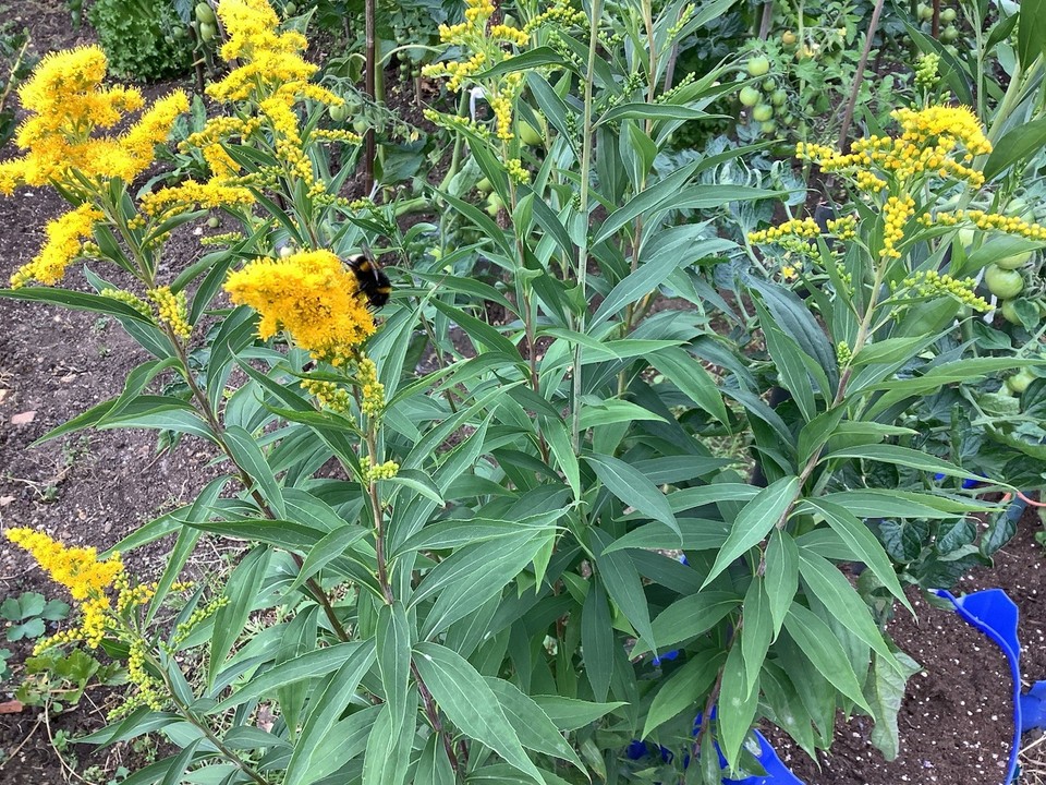 10 Golden Rod Plants. Dug from my own garden. Posted bare root | eBay UK