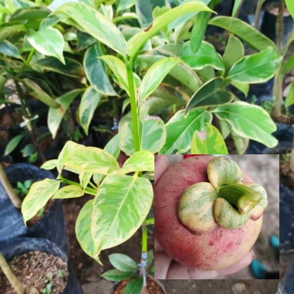 Mangostin Fruit Tree
