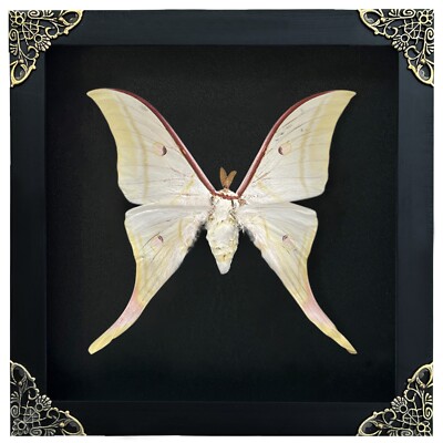 Real Luna Moth Frame Wall Hanging Decor Insect Taxidermy Birthday Gift ...