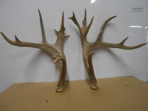 NON typical Wild WHITETAIL DEER ANTLER SHEDS antlers mule mount elk ...