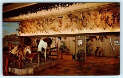 SAN ANTONIO, TX "Hall of Horns" Taxidermy LONE STAR BREWING CO. c1950s ...