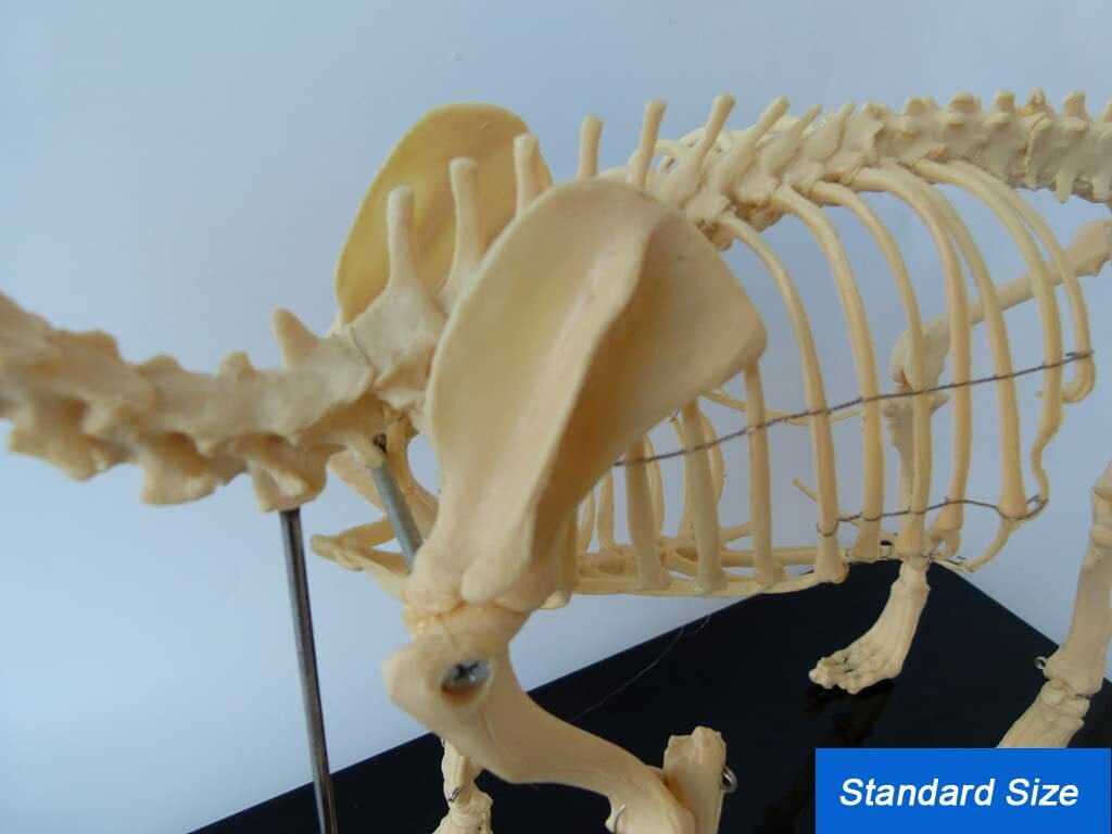 Education Model Canine Skeleton Model Standard Size Dog Display ...