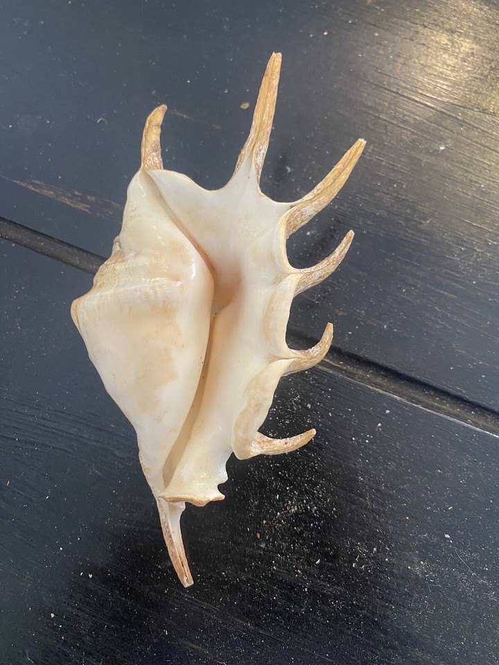 Vintage spider Conch Shell 9” Long Item#516 | eBay