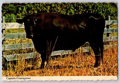 Postcard Captain Courageous Cow Posted 1978 | eBay