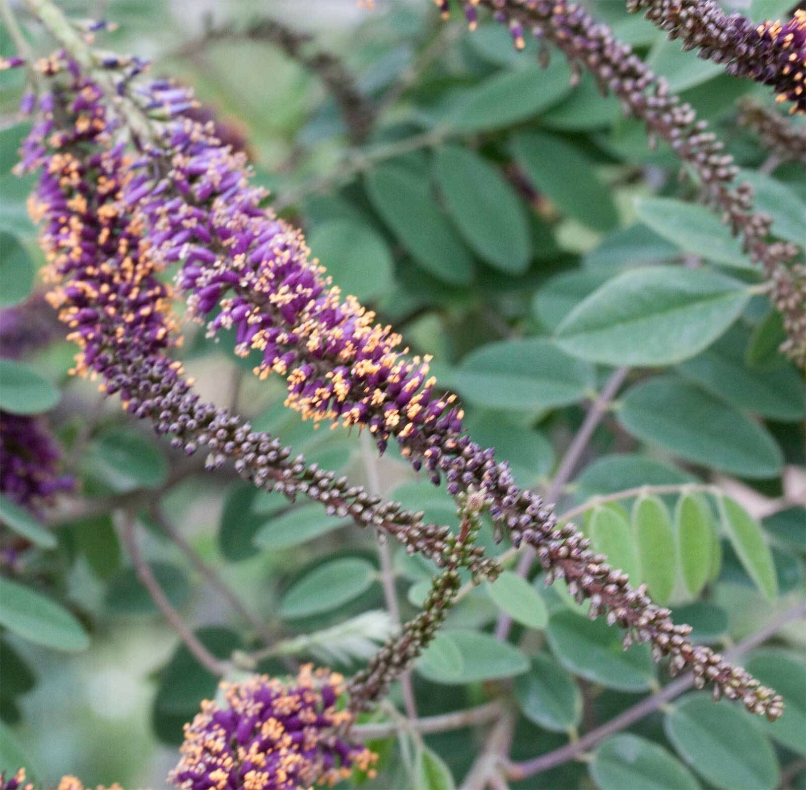 Amorpha canescens | Lead Plant | Prairie Shoestring | 200_Seeds | eBay