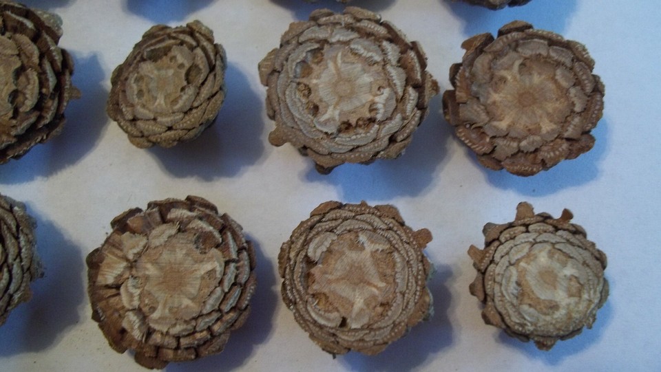 Pine Cone Halves, Slices, Bottoms or Cross Sections, For Crafts or ...