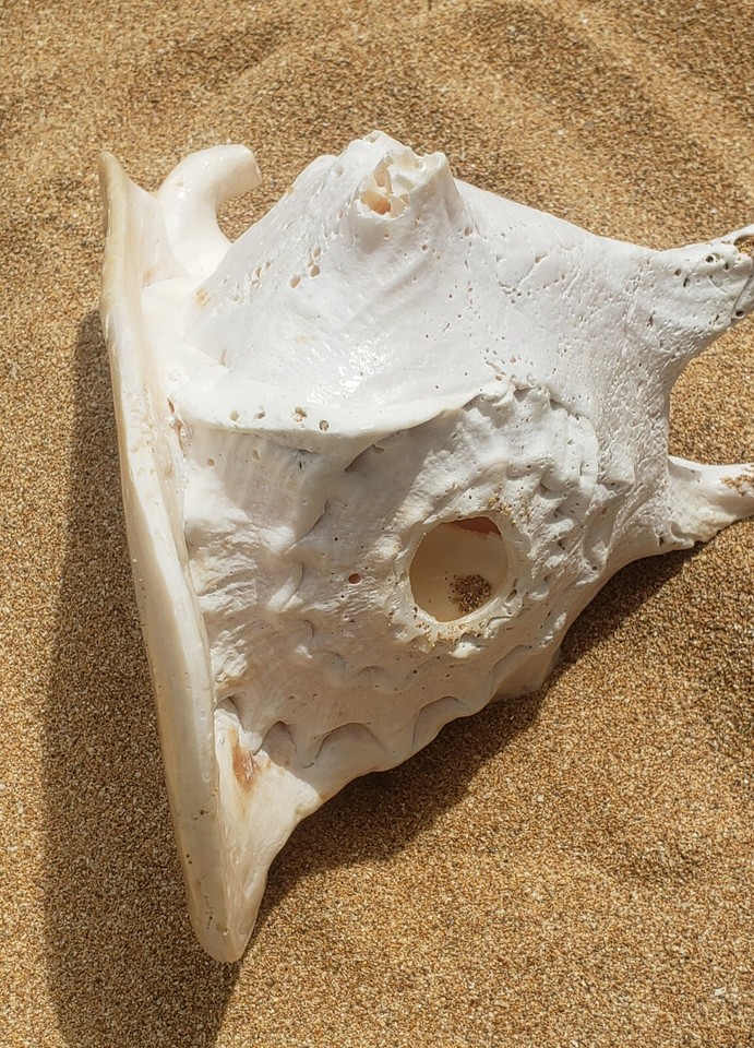Shell Horn. Huge Queen Helmet Conch Shell Hawaiian Luau Horn 9" high 7 ...