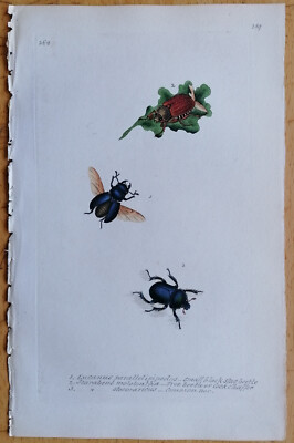 Donovan Insects Beetle Rare Colored Print Lucanus Scarabaeus - 1792 | eBay