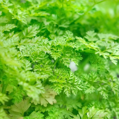 Winter Chervil, French Parsley, NON-GMO, Heirloom, Variety Sizes, FREE ...