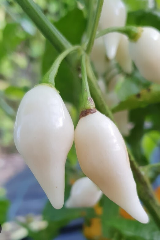 COYOTE TEETH Spicy HOT Chili Pepper Seeds 60,000-100,000+ Scoville SHU ...