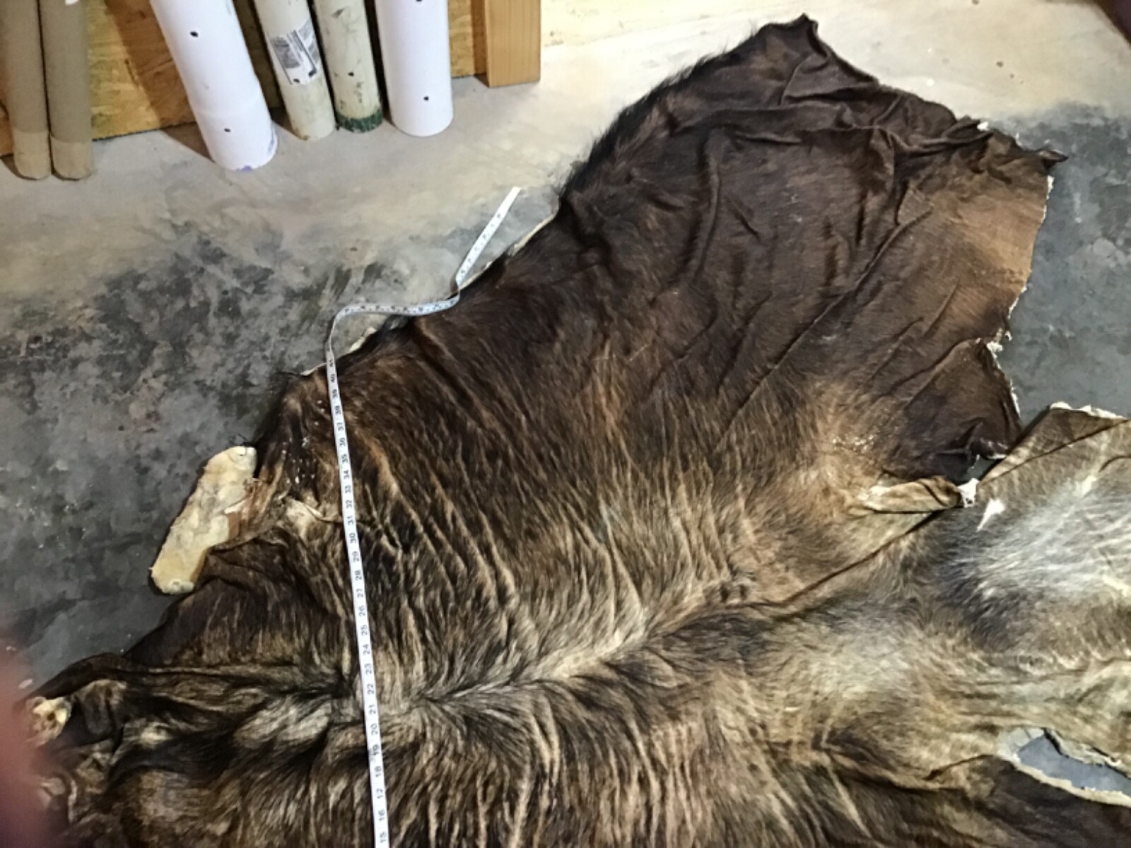 Cape buffalo African hide cape tanned taxidermy mount | eBay