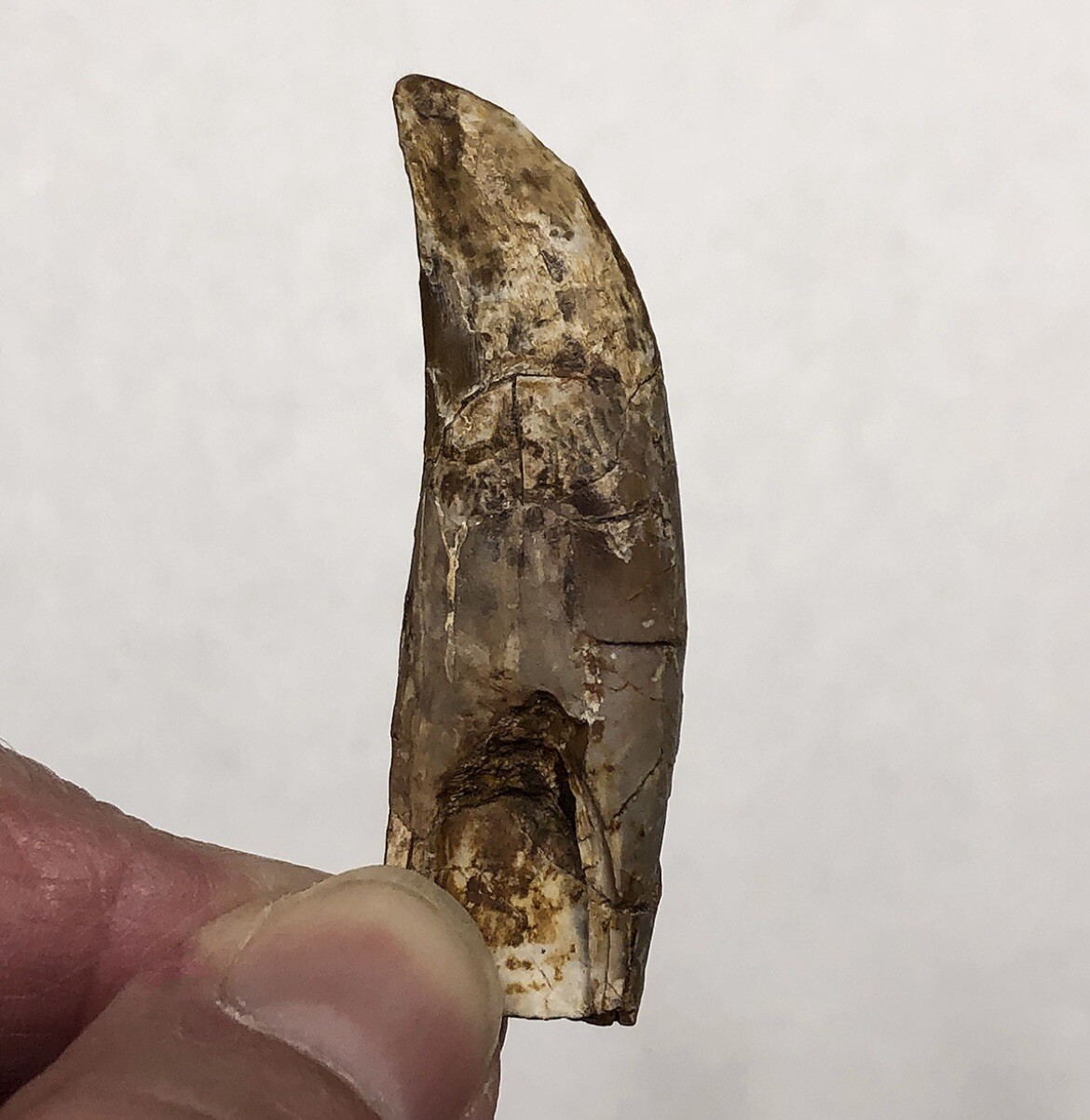 Extremely Rare Tyrannosaurid Alioramus Dinosaur Tooth Bayankhongor ...