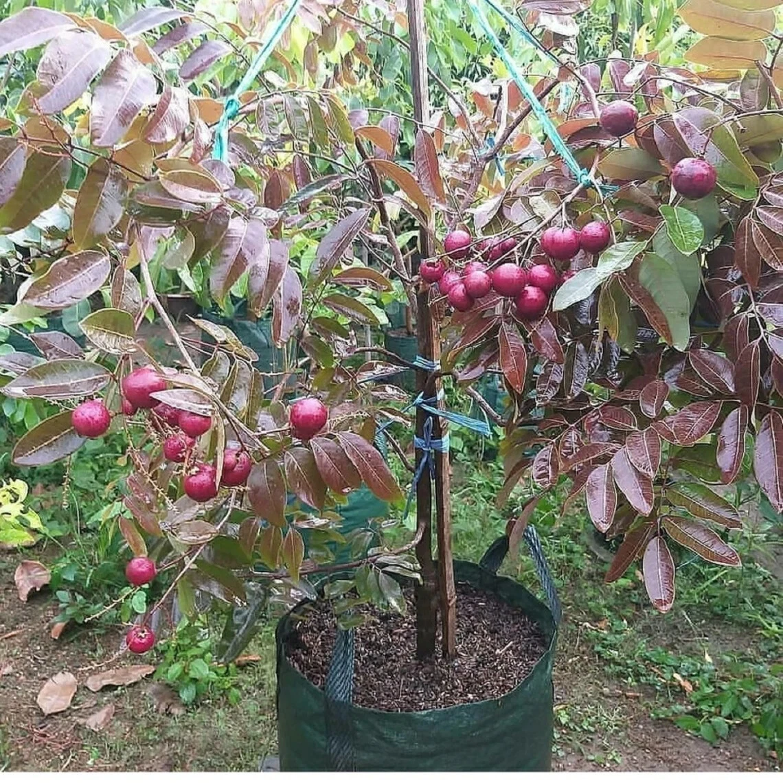 Longan Tree In Pot