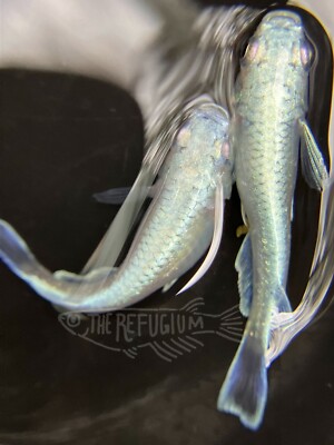 10+ fertilized hatching eggs high grade blue miyuki medaka ricefish | eBay